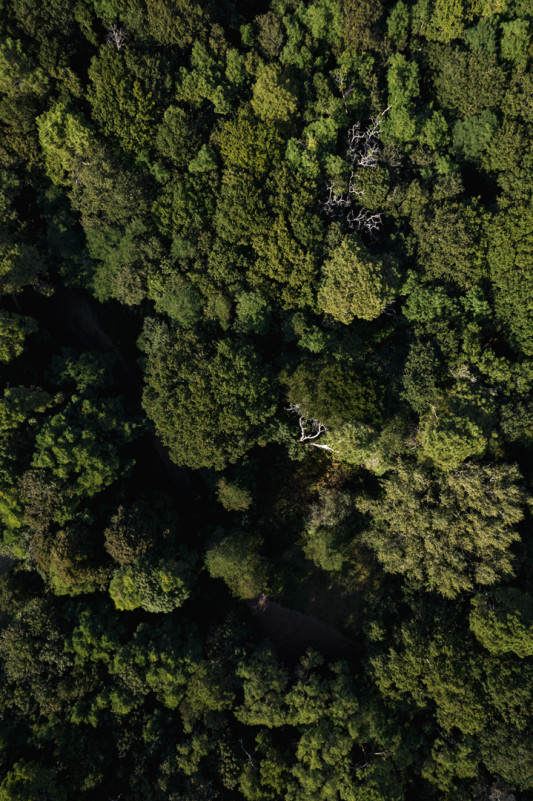 Forêt de la Pierre Attelée