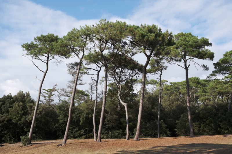 Forêt de la Pierre Attelée