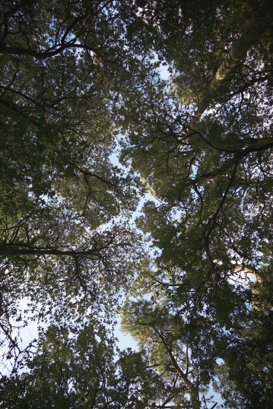 Forêt de la Pierre Attelée