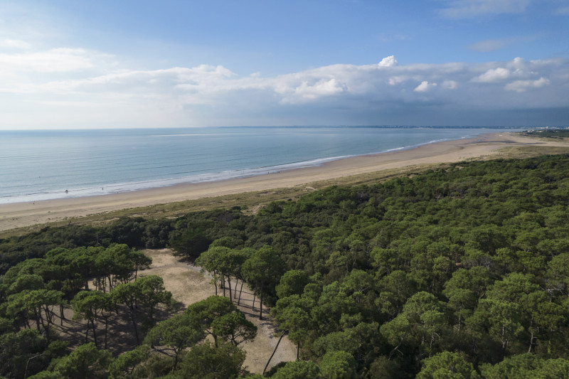 Forêt de la Pierre Attelée